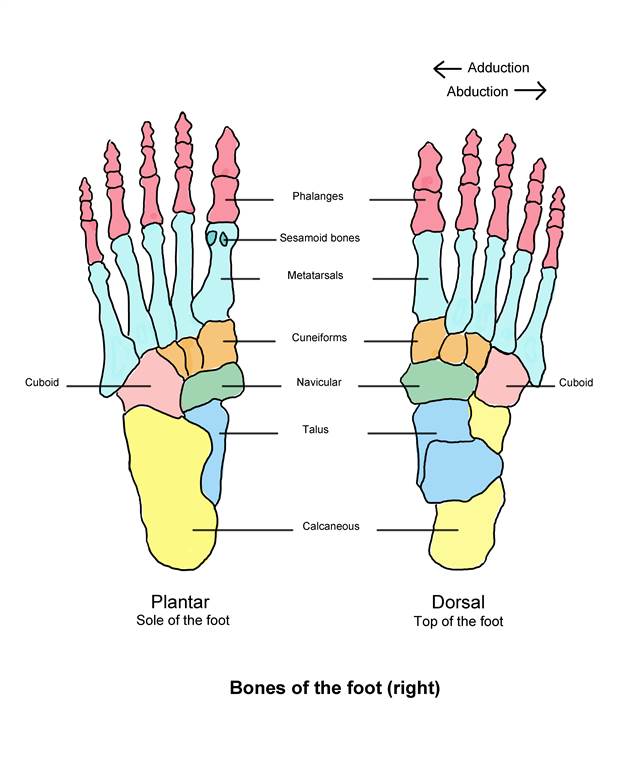  DIAGRAM Ankle Foot Bones Diagram MYDIAGRAM ONLINE